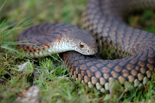 ShukerNature: SNAKES ALIVE! ARE THERE SERPENTS IN NEW ZEALAND?