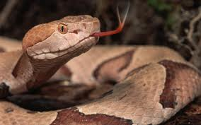 Language and Communication: How do snakes communicate with each other?
