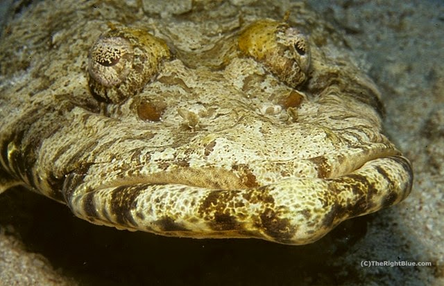 The Right Blue: A Fish with Camouflaged Eyes