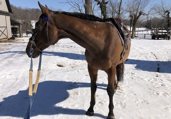 'Fraidy Cat Eventing: how to butcher your horse's mane in 5 easy steps!