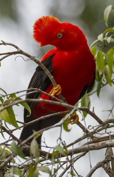 BOLIVIA... LO MEJOR QUE TENEMOS: FLORA Y FAUNA DE BOLIVIA