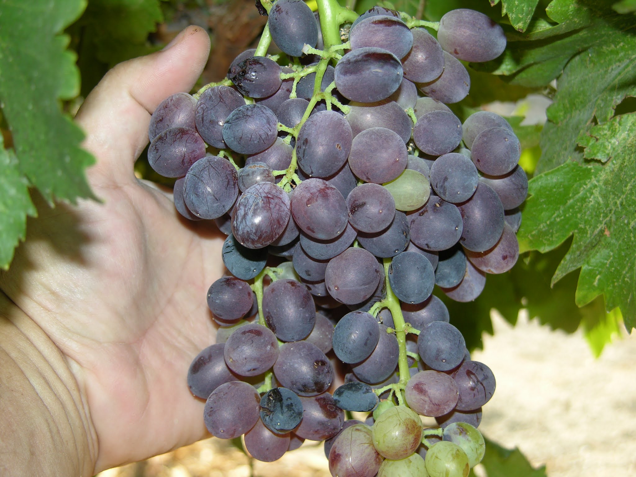 Xtremehorticulture of the Desert: Fertilize and Increase Watering as ...