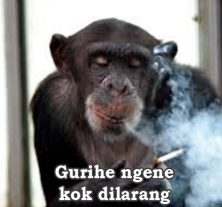 Kumpulan Meme Monyet | Kumpulan Meme Lucu