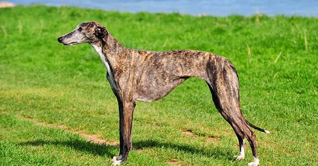 Galgo español