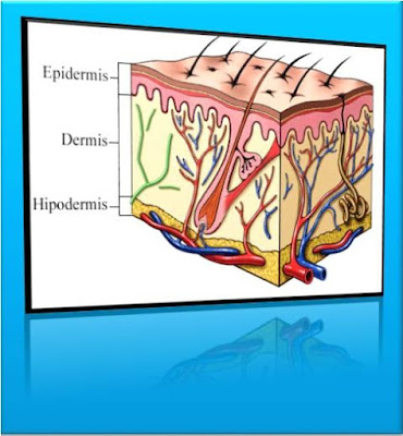 Capas de la Piel ~ Biopsicosalud