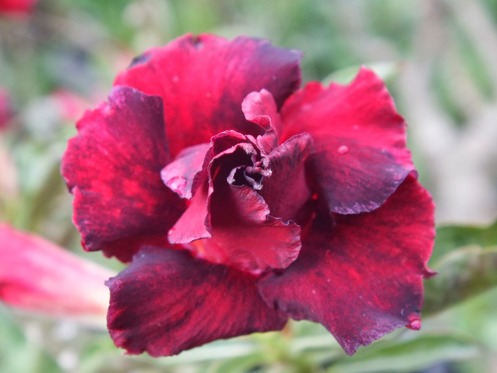 Taman Adenium (Semarak Indah Taman Adenium)