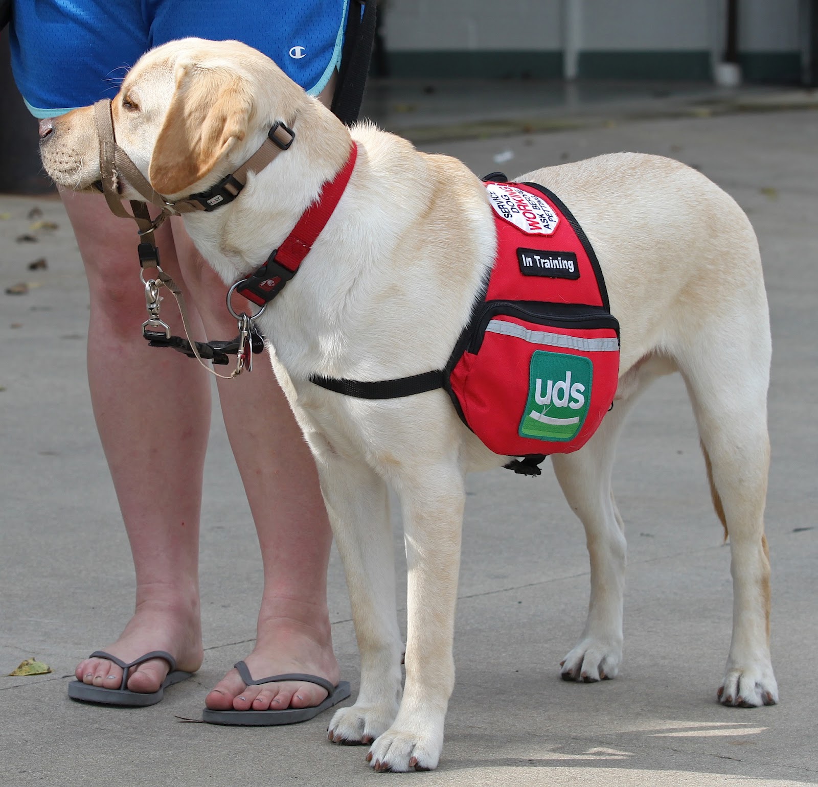 Yo Dog, 'Sup? – Columbia Spy