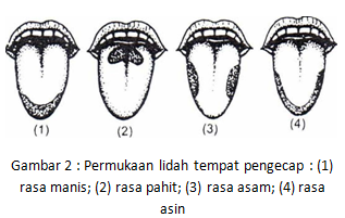 Nunayjhunie: MEKANISME PENGLIHATAN ,PENDENGARAN, PENCIUMAN, DAN PENGECAPAN