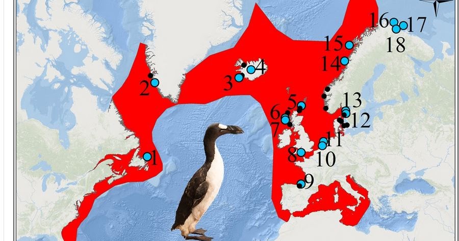 CURIOSO POR NATURALEZA: ALCA GIGANTE. SU EXTINCIÓN FUE DEBIDA A LA CAZA