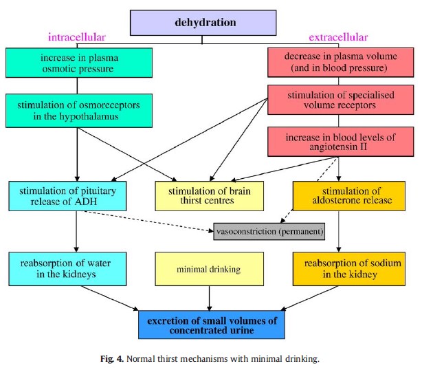 Big Fitness Project: Water Homeostasis and Dynamic Equilibrium