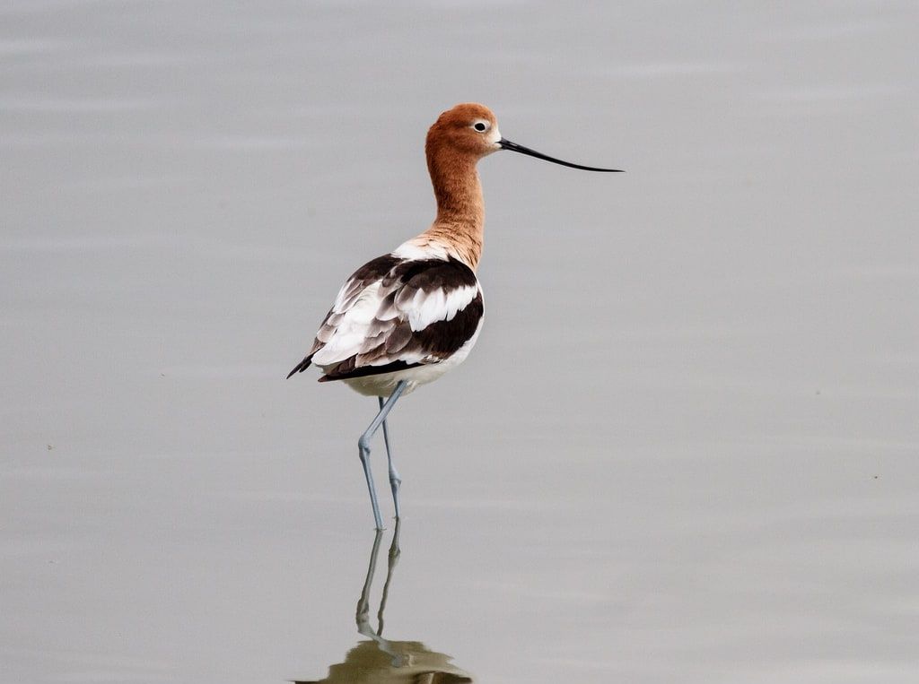 AVOCET BIRDS photos - wallpapers | the fun bank