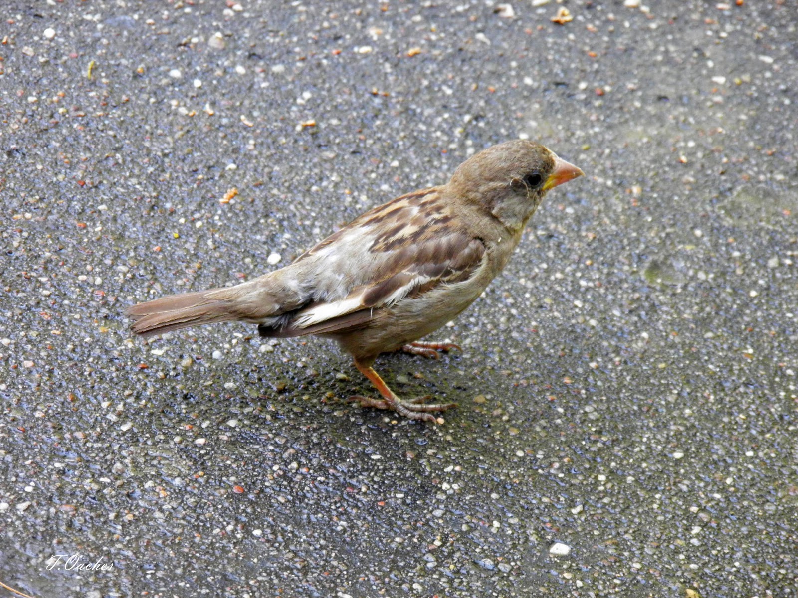 PASARI DIN ROMANIA: VRABIA DE CASA, Passer domesticus