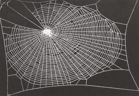 All This Is That: Spiders on drugs, spinning webs