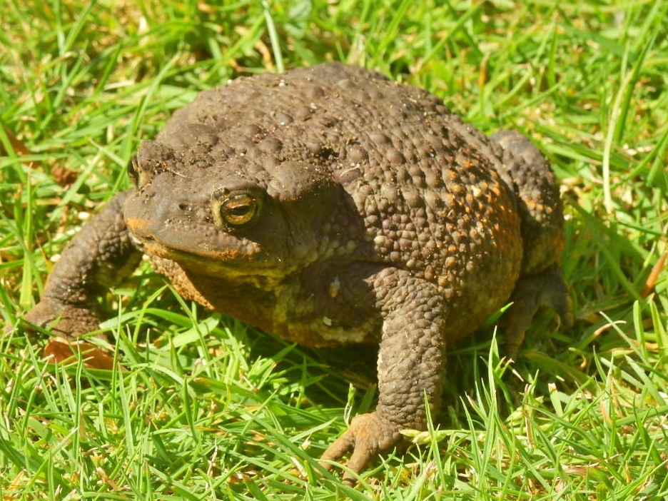 Mike's Cornwall: The Story of the Toad, the Squirrel and the Slow Worm
