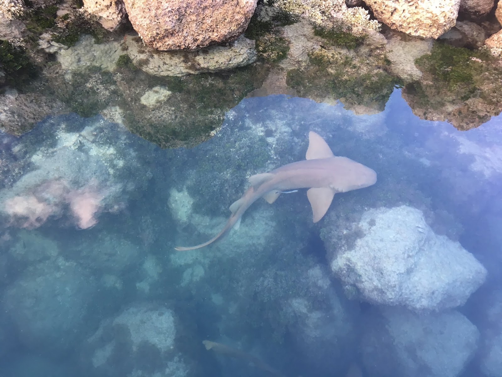 ssloop: Bimini Water Fun