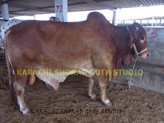 Bakra Eid 2014 - Photos and Videos of Qurbani Cows and Bakras: Captain ...