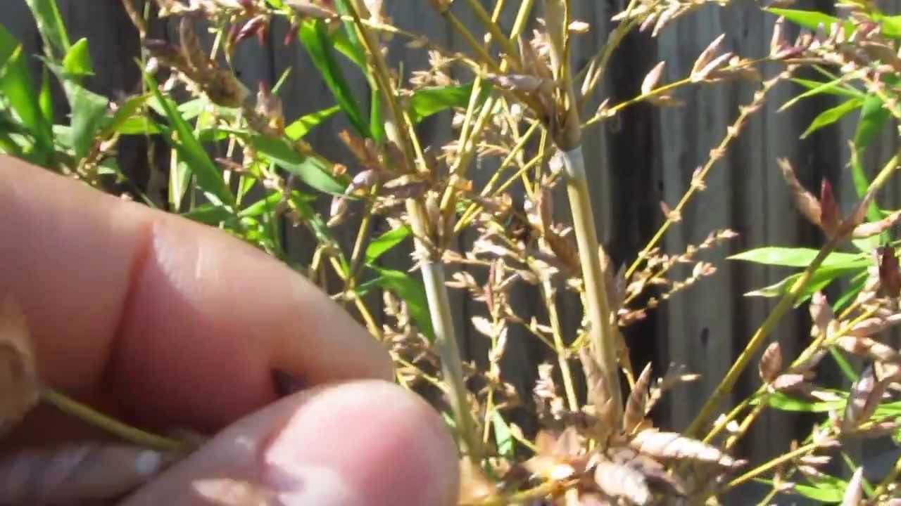 What is bamboo rice? Reason for using green Bamboo stick during the ...