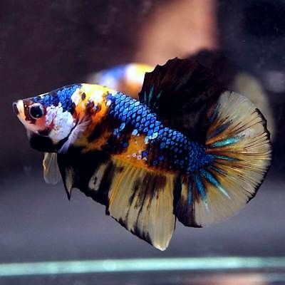 Jenis Ikan Cupang Hias Terbaik Untuk di Koleksi