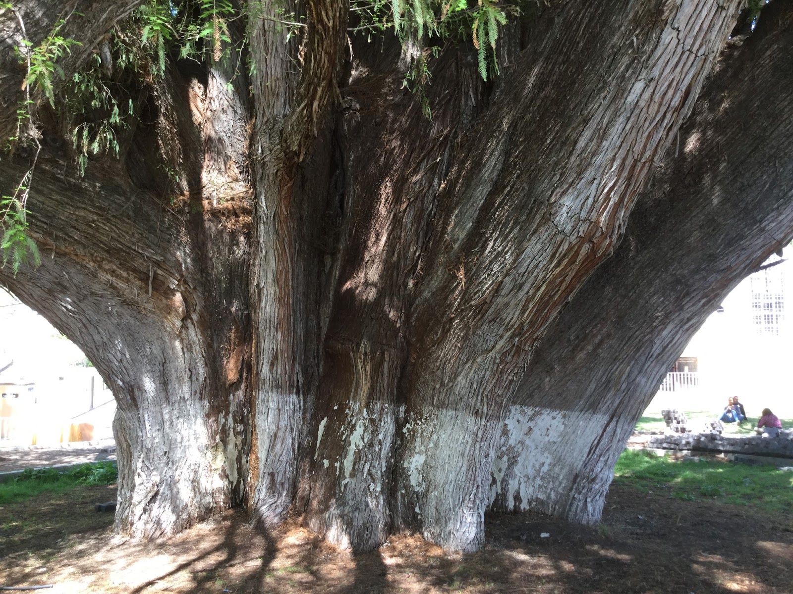 VENERABLES ÁRBOLES : El Sabino de Zimapán, México