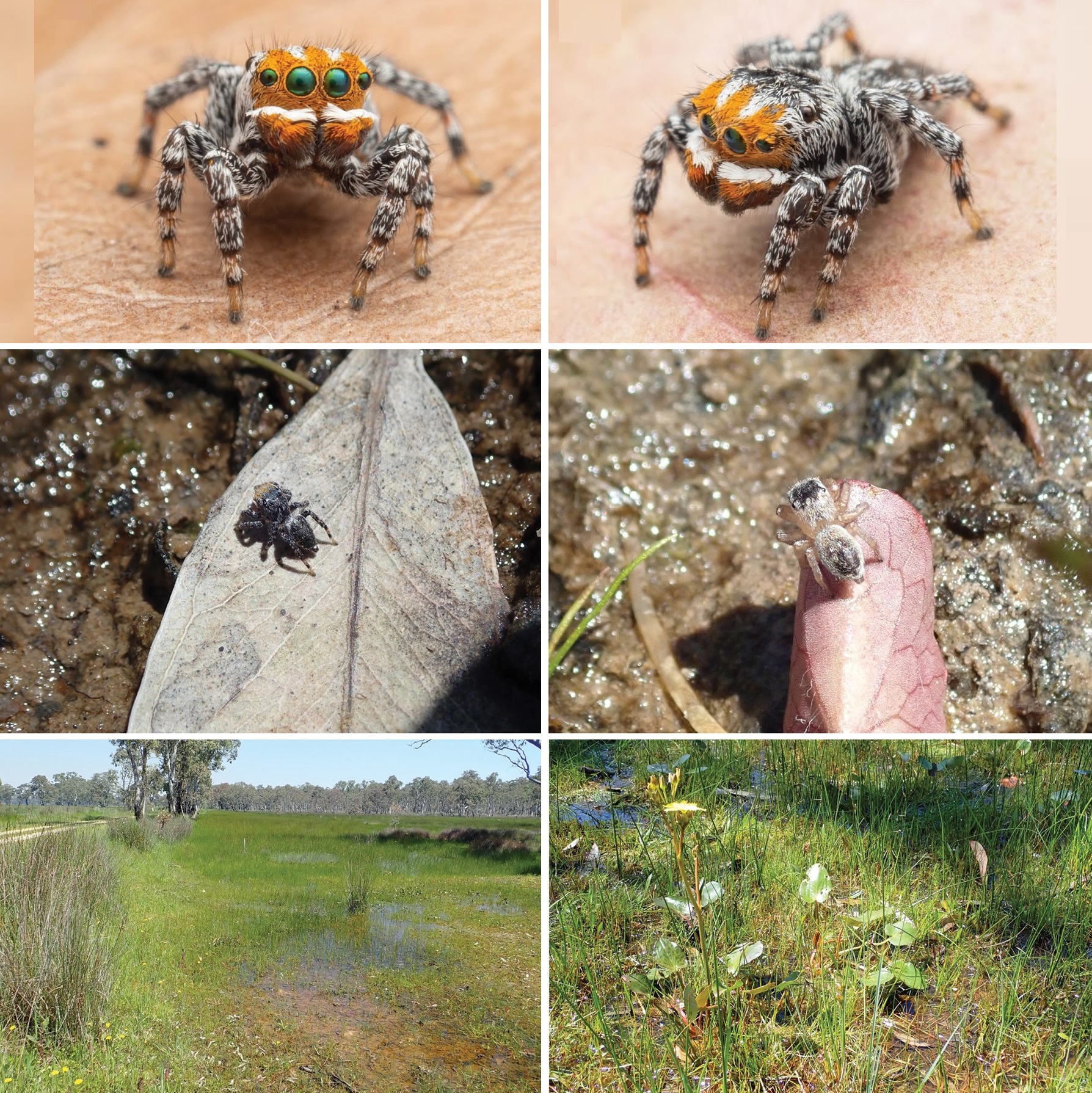 Species New to Science: [Arachnida • 2021] Maratus nemo • A New Wetland ...