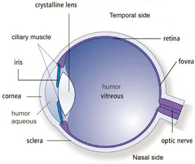 Simple eye diagrams | Easy eye diagram | Labeled eye diagram - Pharmacy ...