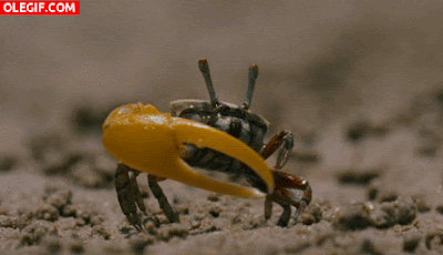 EL BLOG DE QUINTO: TEMA 4 - CONOCEMOS EL MUNDO DE LOS ANIMALES ...