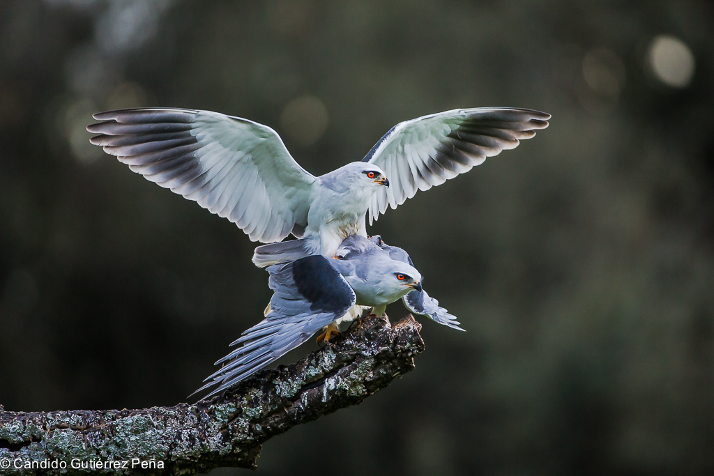 ELANIO AZUL - Elanus Caeruleus | Observatorio de la Naturaleza
