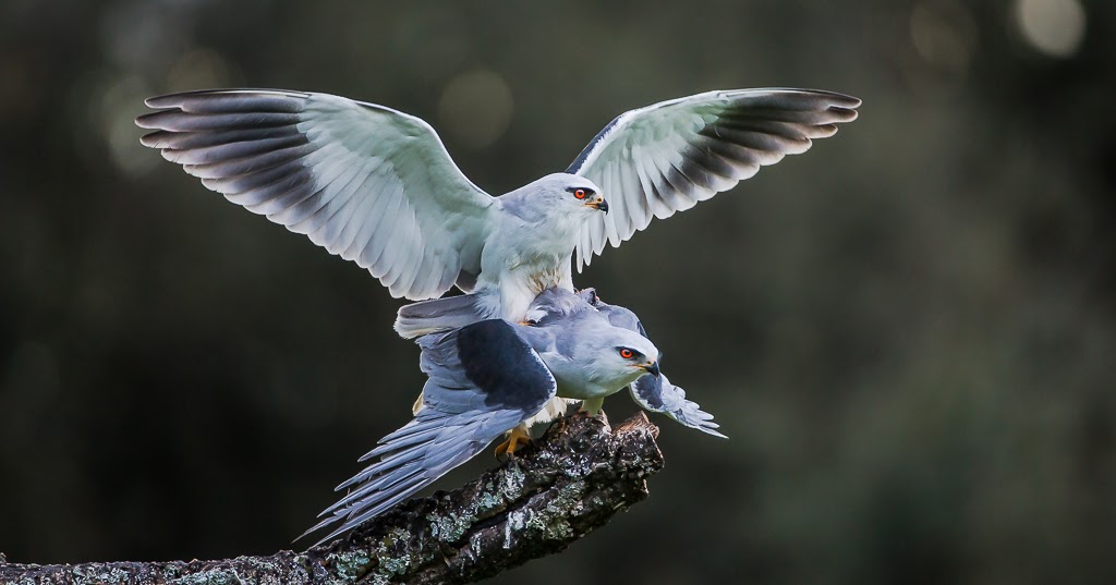 ELANIO AZUL - Elanus Caeruleus | Observatorio de la Naturaleza