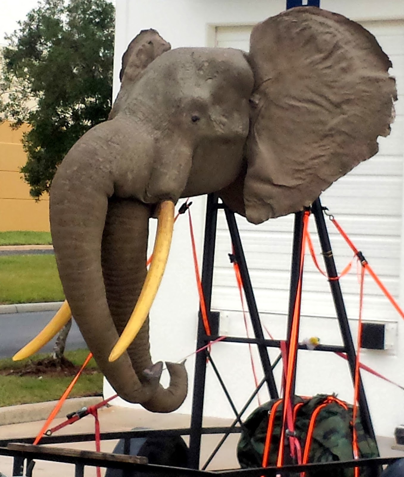 ShukerNature: TWO-TRUNKS, MEET HUMPHREY!