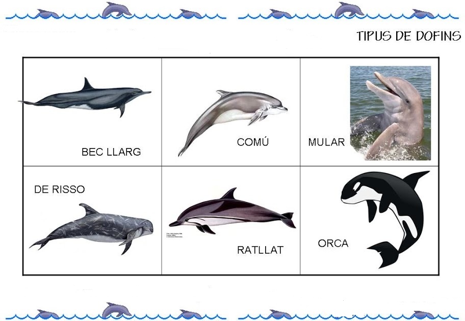 LA CLASSE DE P5: PETIT PROJECTE DELS DOFINS