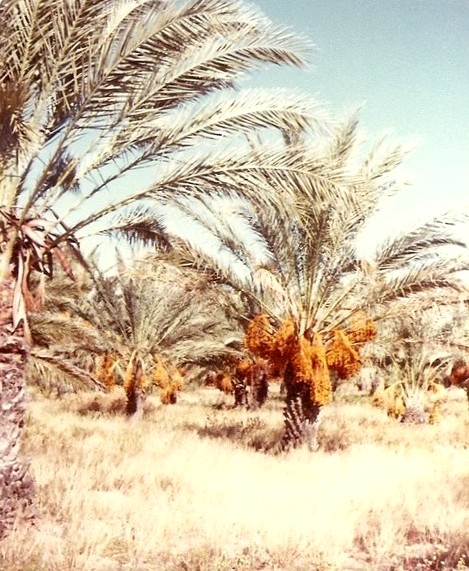 RESEÑA HISTÓRICA: FINCA GUAYAPA, LA DATILERA DE PATQUÍA