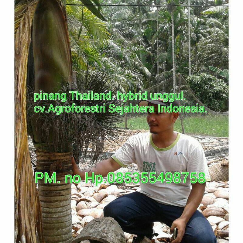 RAHASIA SUSKSES BUDIDAYA GAHARU: Jual Bibit Pinang Unggul Jenis Pinang ... RAHASIA SUSKSES BUDIDAYA GAHARU: Jual Bibit Pinang Unggul Jenis Pinang ...