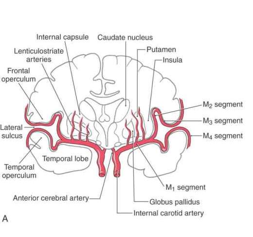 Teadvusehuvi: Kujundid närvisüsteemis