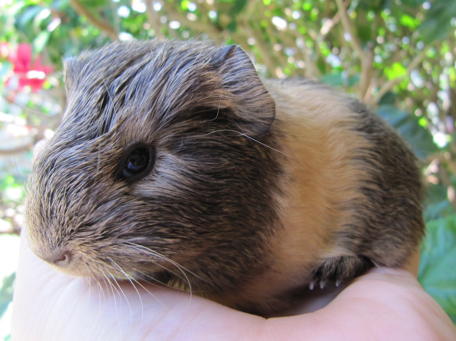 All Things Guinea Pig: Yet more piggies!