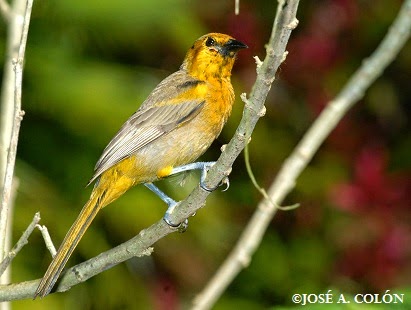 Puerto Rico, Isla Bella !!!: Calandria
