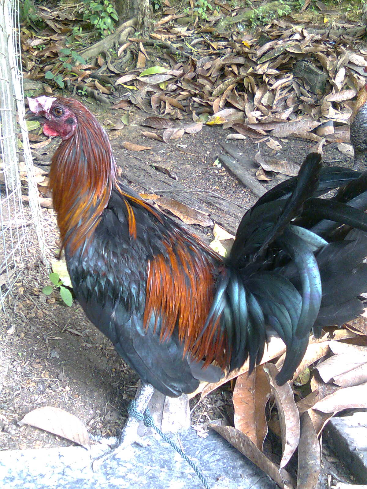 Sarawak Gamefowl Farm: Battlefowl- Stag (17/7/11)