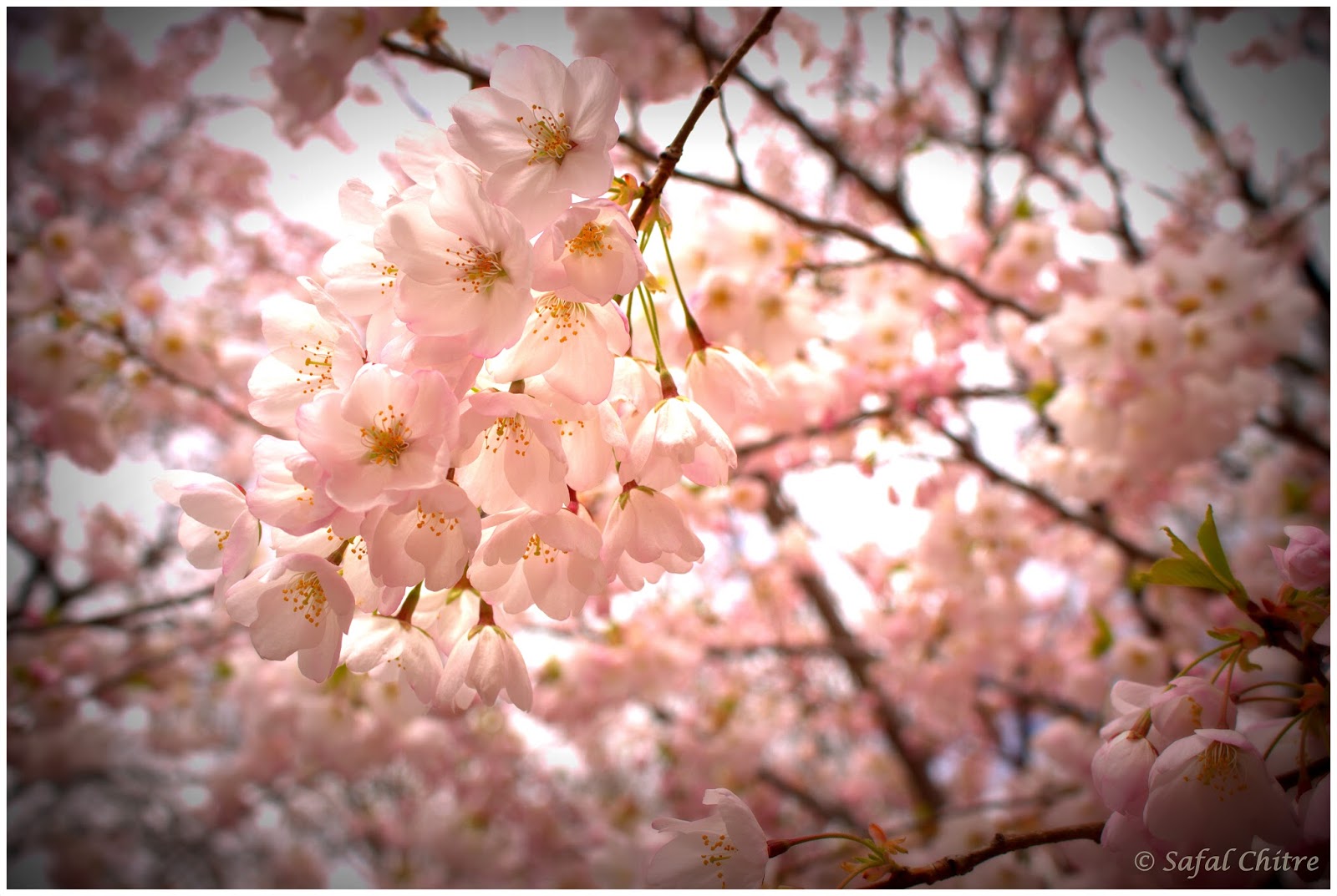 SafalArts : Spring : Season of New Beginings