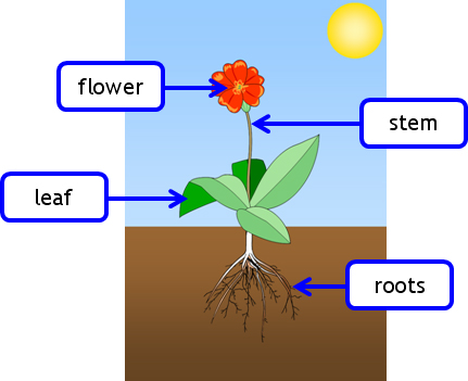 Diversity of roots and their functions: Grade 8 - root system