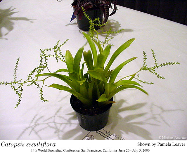 PLANT FAMILIES OF PUERTO RICO AND FLORIDA PAPO VIVES: BROMELIACEAE ...