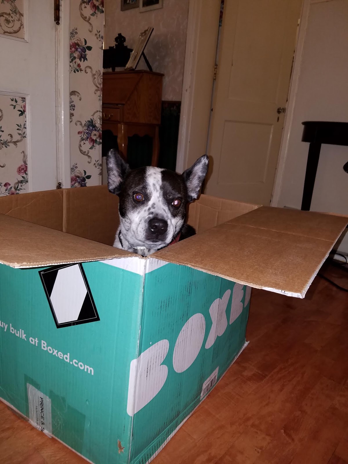 Modern Day Ozzie and Harriet: Dog-In-A-Box