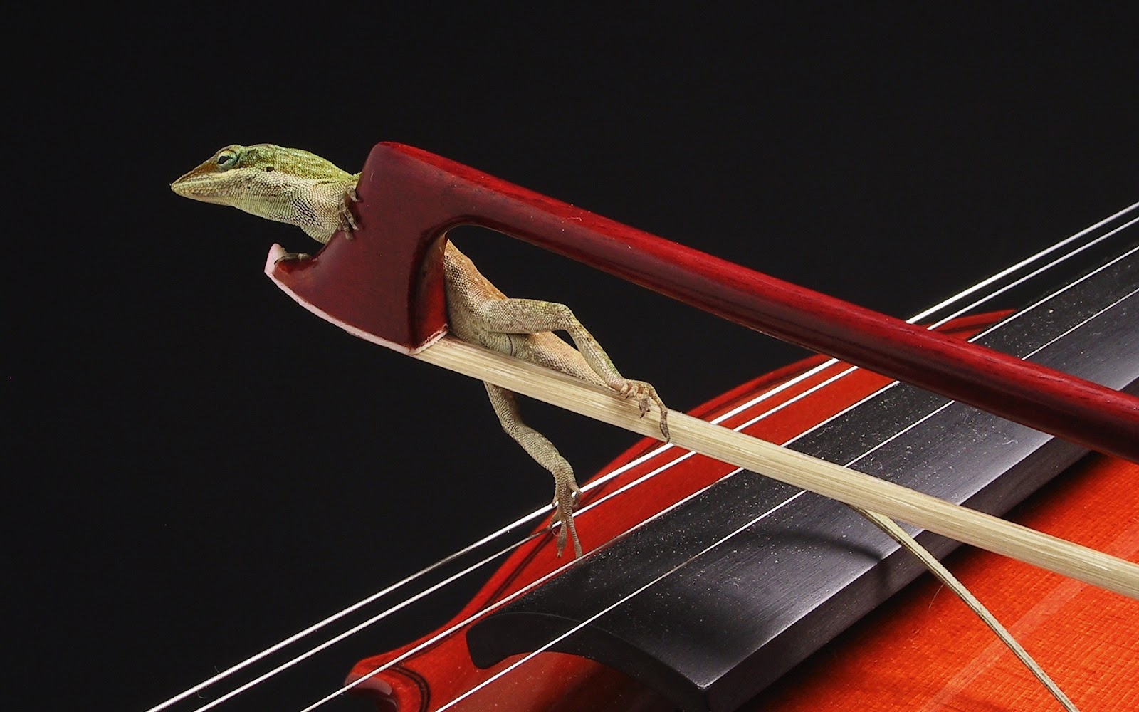 High Resolution Wallpaper: 48 Beautiful Macro Animal Photography