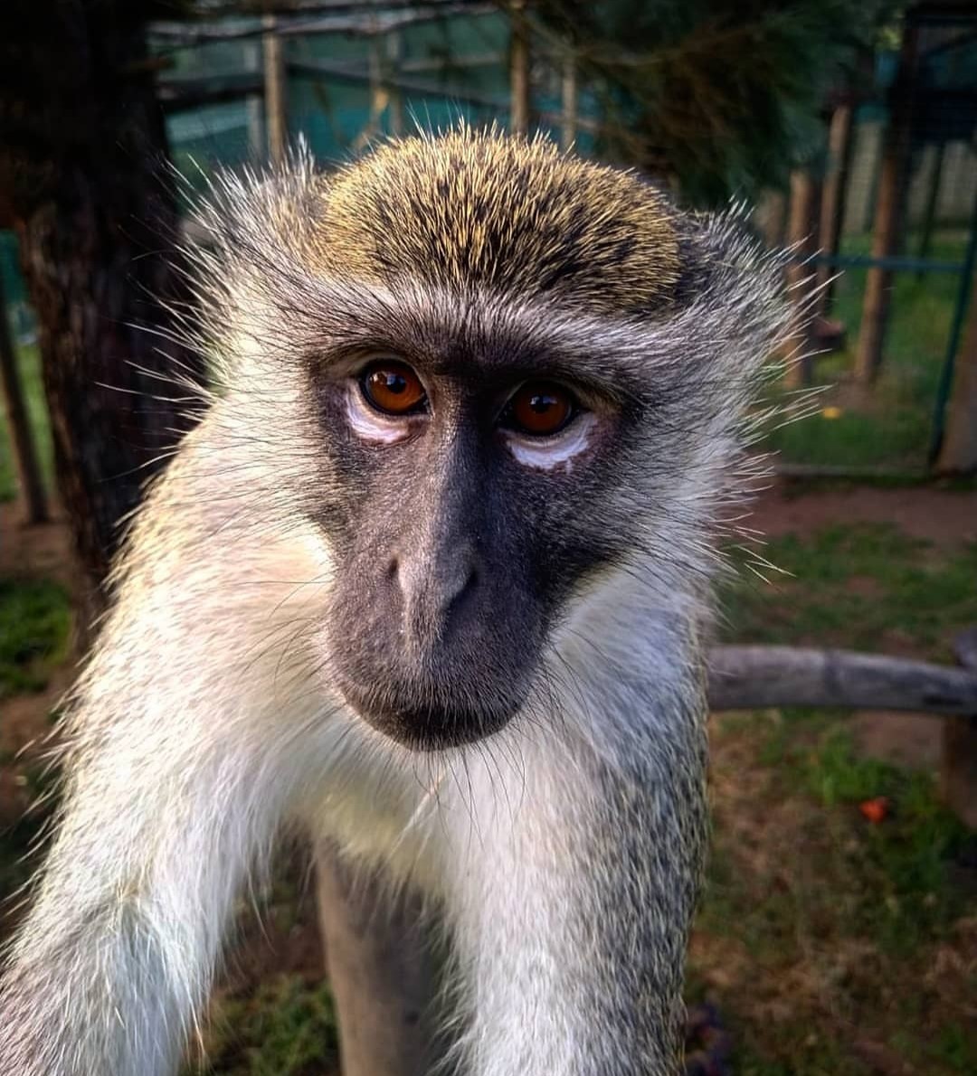 Descubriendo CORAX FAUNA , cuidado... amor... respeto animal.