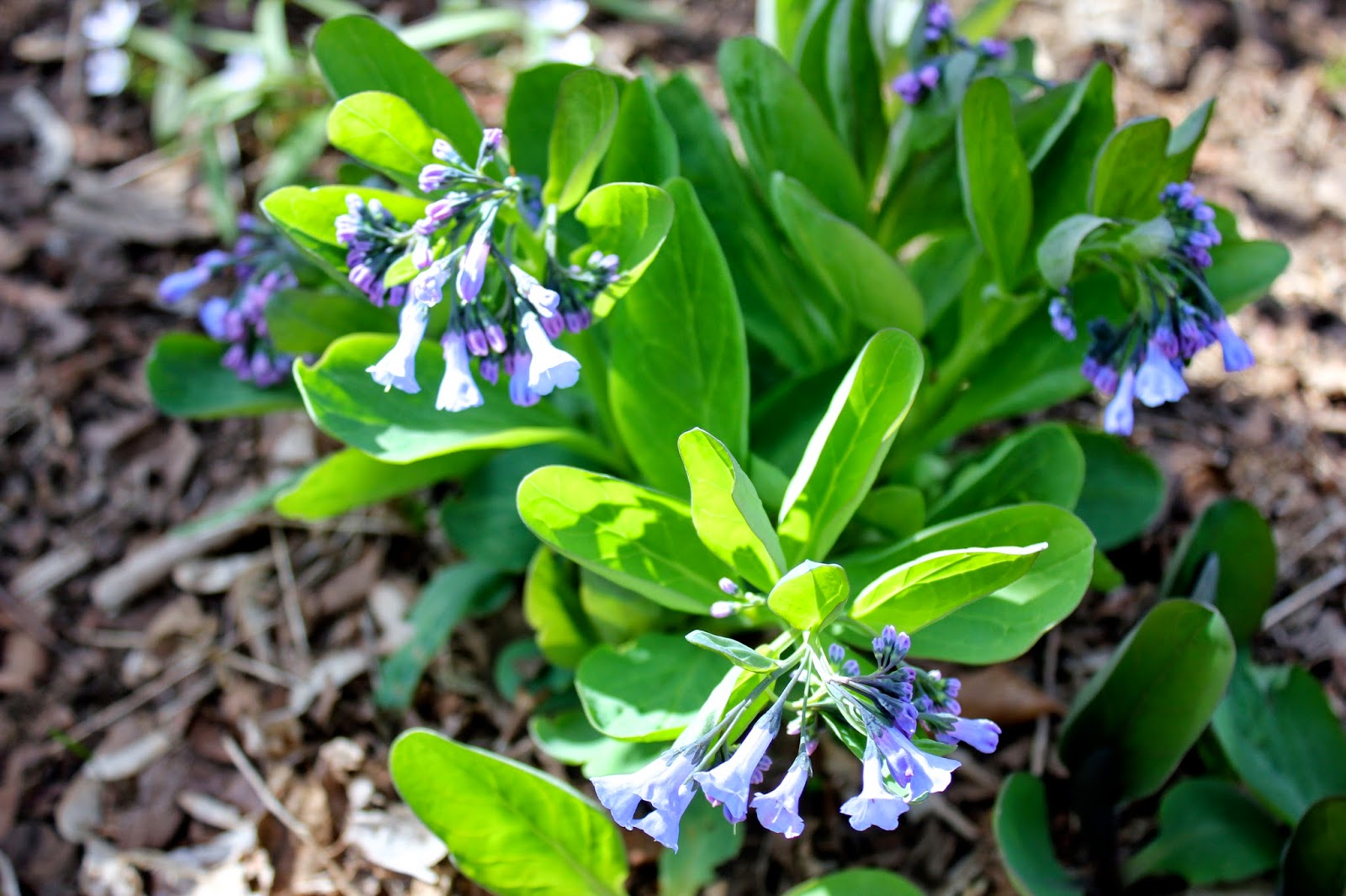 In and Out of My Garden: Early Bluebells at Riverbend