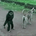 11 Funny Monkey Gifs - Humor Bucket