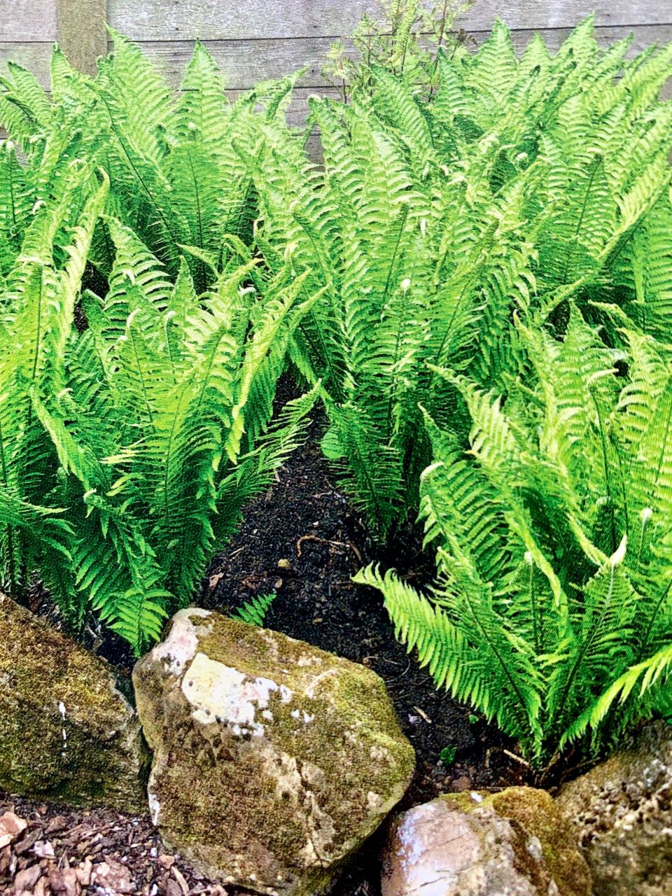 The Complete Book of Ferns Giveaway | My WAHM Plan