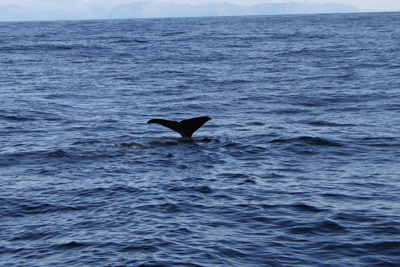 Naturligvis: Sykkeldag 3: Bleik - Andenes -Hvalsafari