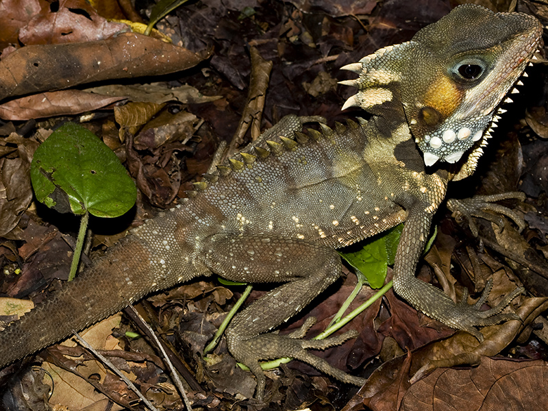 TVL: ANIMAL DA SEMANA - Dragão australiano