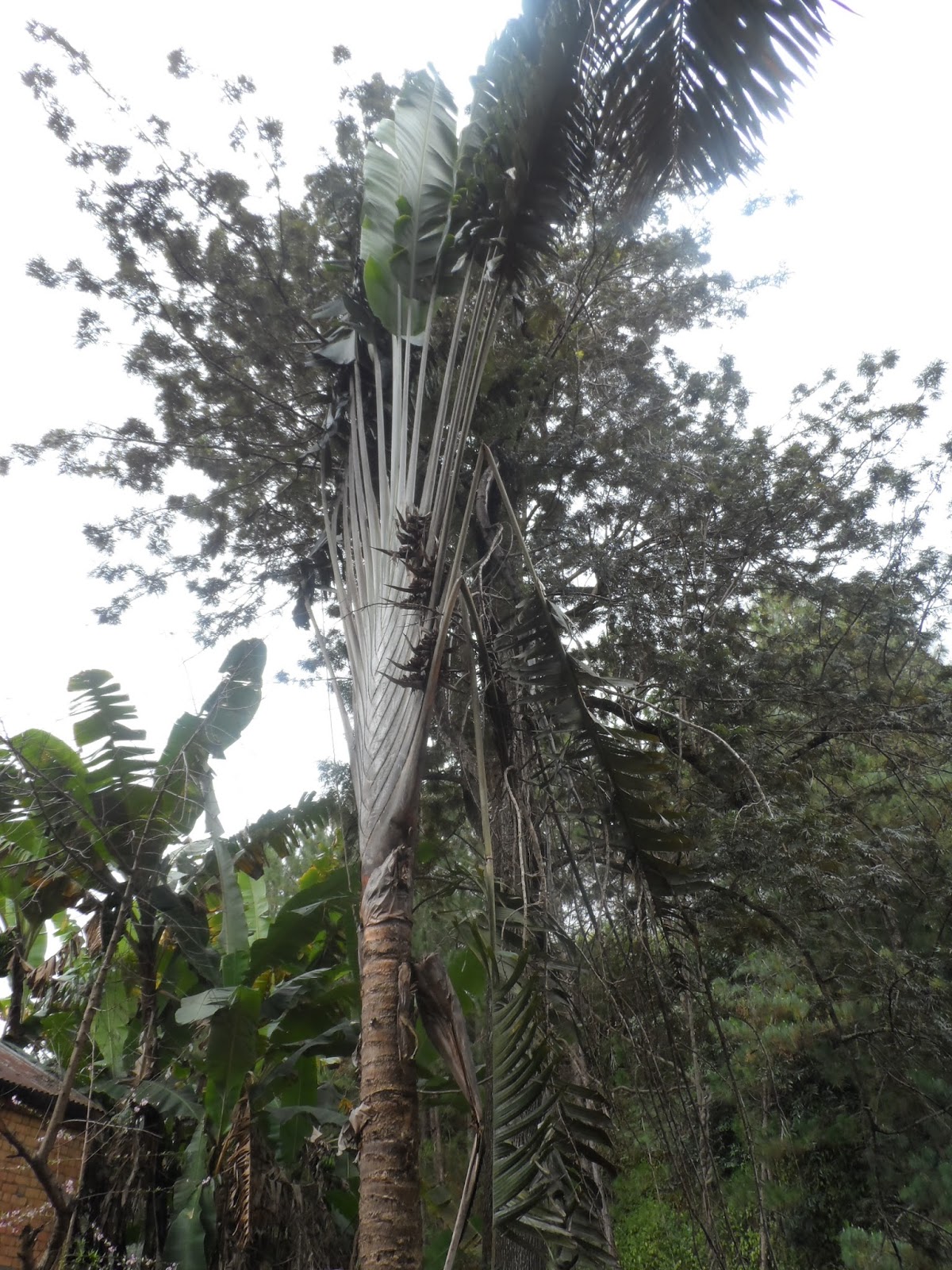 Viajaritis: Madagascar 2013 - Mandraka-Peyrieras