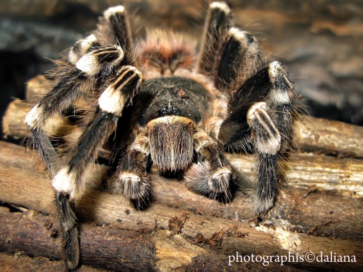 Photographis: Death of my Tarantula