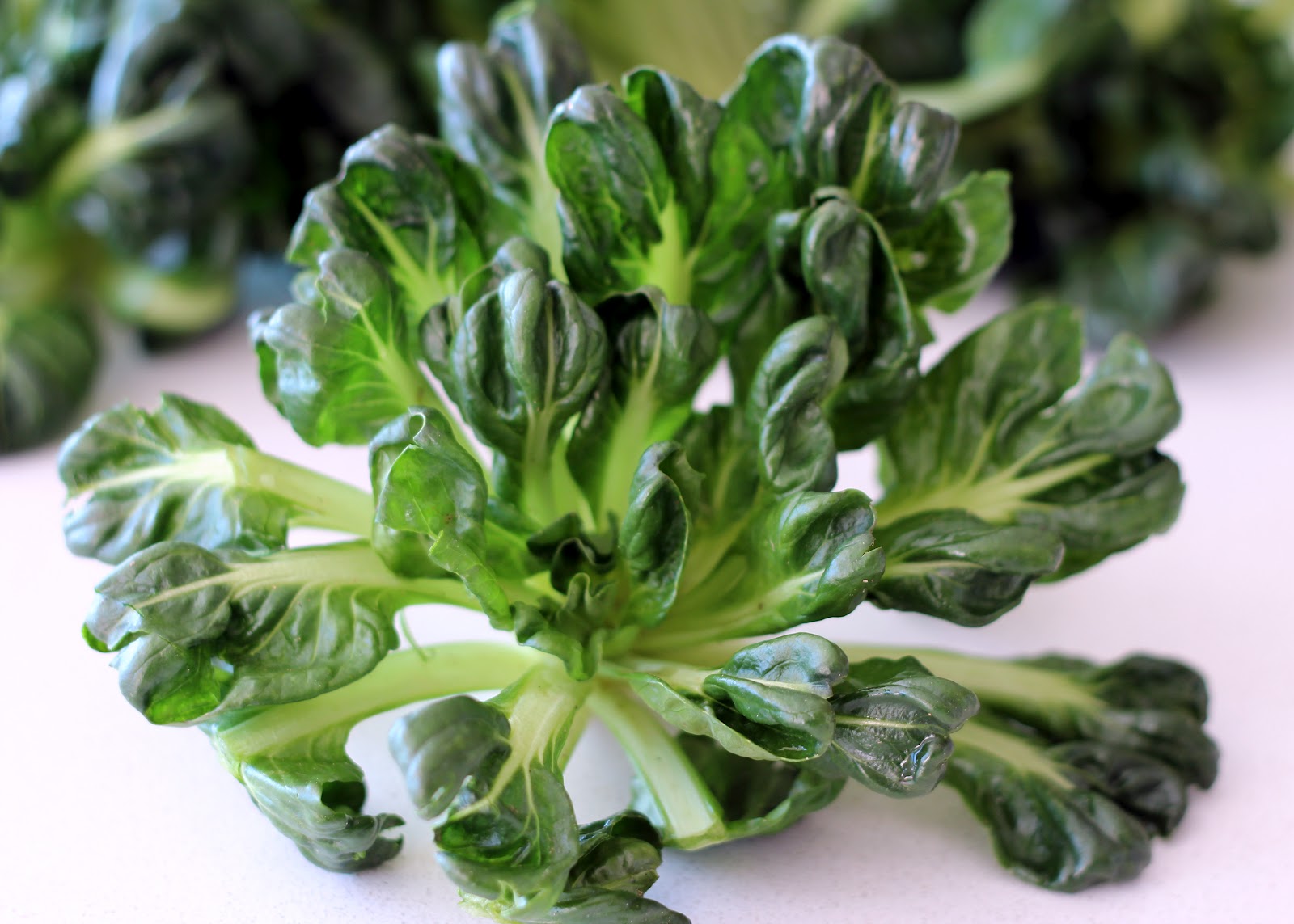 Lexi's Kitchen: TATSOI